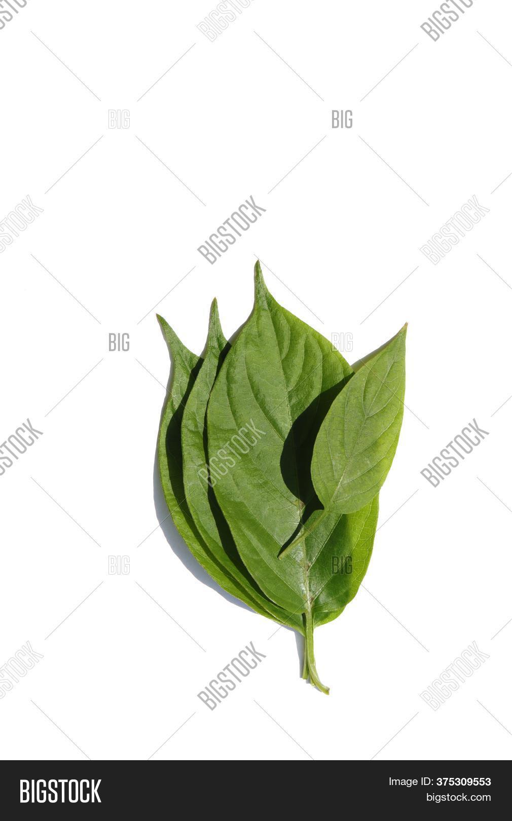 Skunk Vine, Stinkvine Image & Photo (Free Trial) | Bigstock