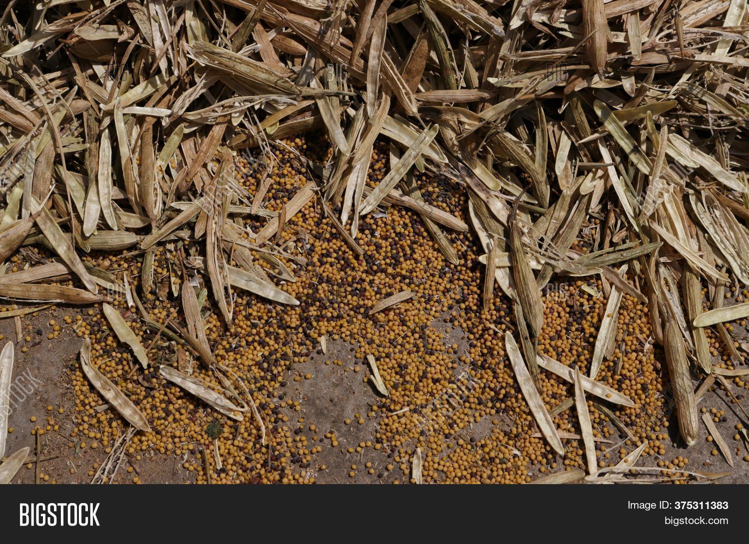 Top View Threshed Image & Photo (Free Trial) | Bigstock