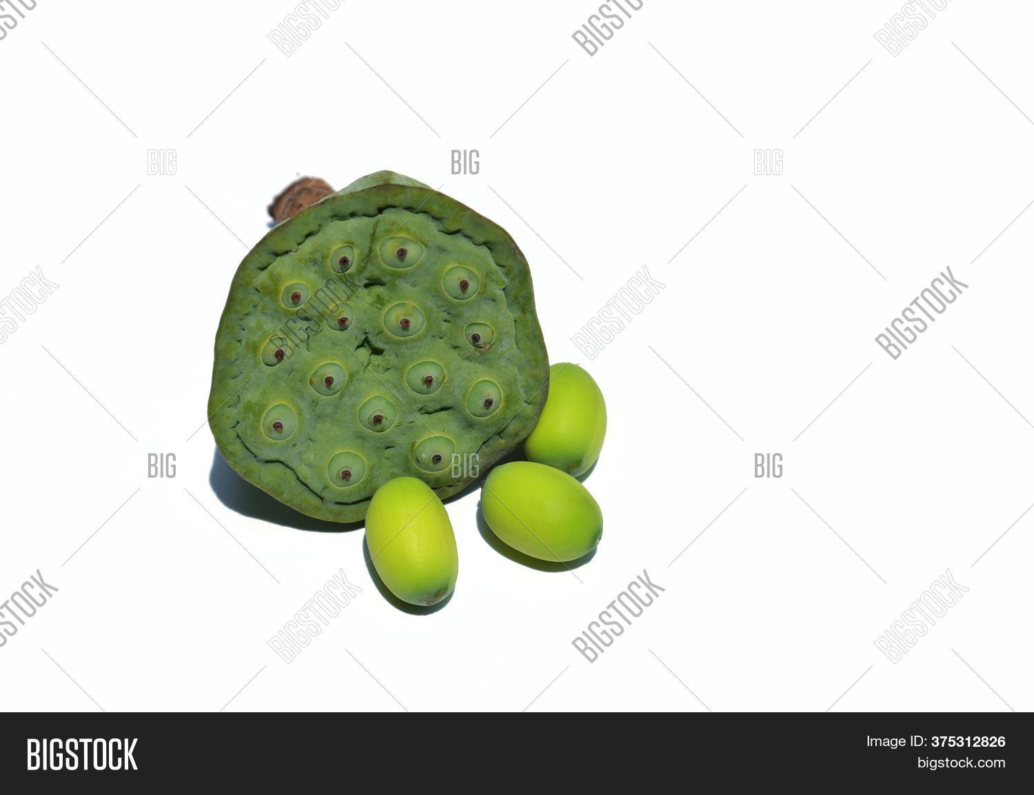 Nelumbo Nucifera Image & Photo (Free Trial) | Bigstock