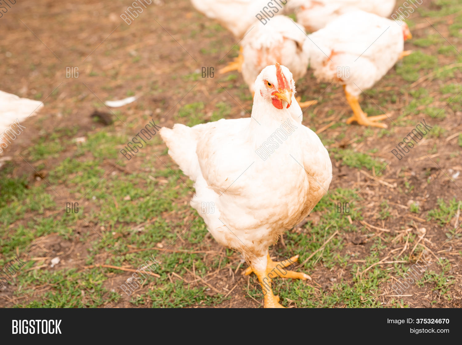 Breeding Broiler Image & Photo (Free Trial) | Bigstock