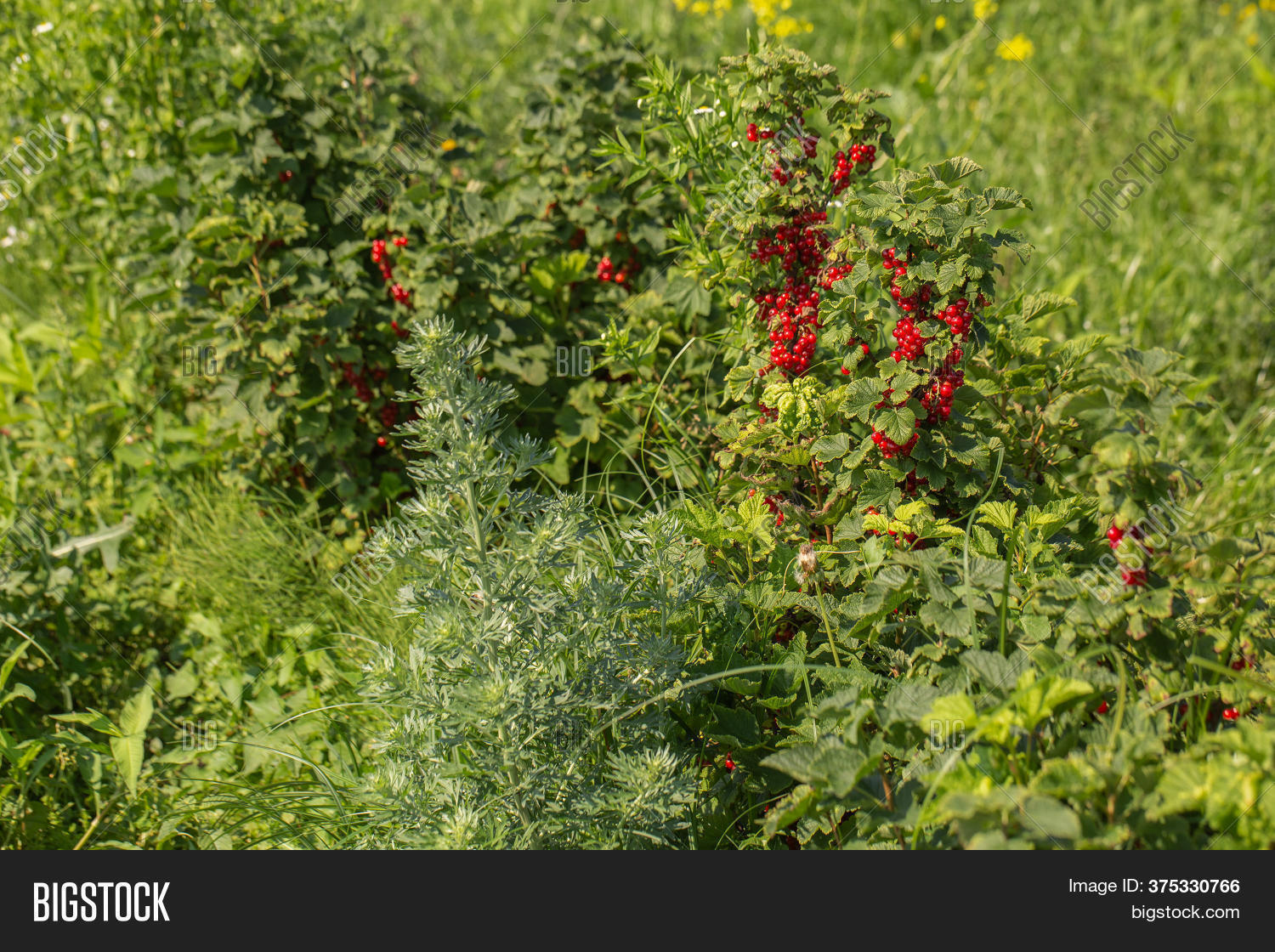 Red Currants On Bush Image & Photo (Free Trial) | Bigstock