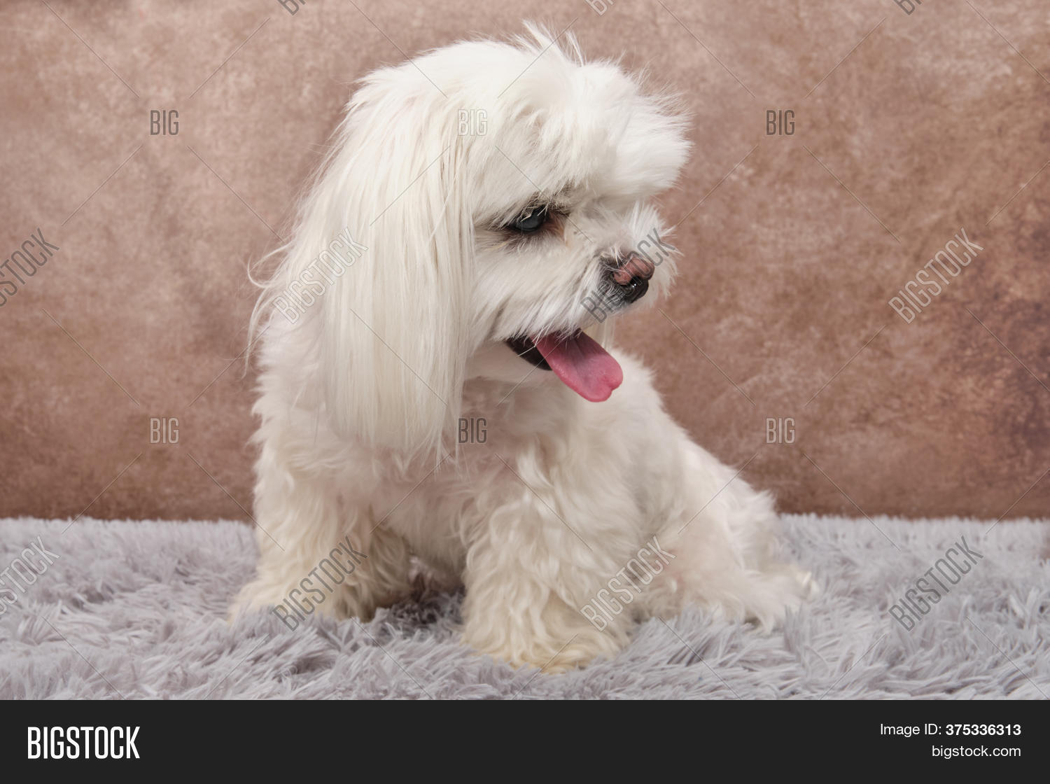 Cute White Maltese Dog Image & Photo (Free Trial) | Bigstock