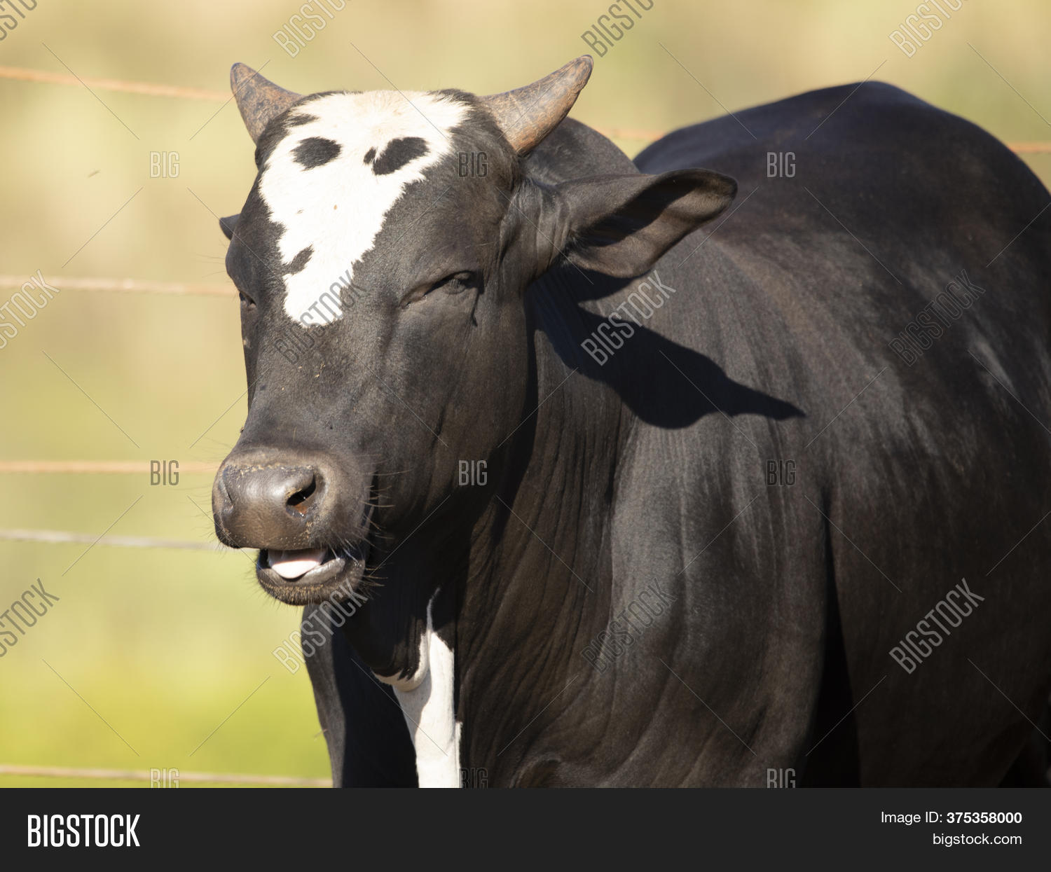 Portrait Ox Bull Black Image & Photo (Free Trial) | Bigstock
