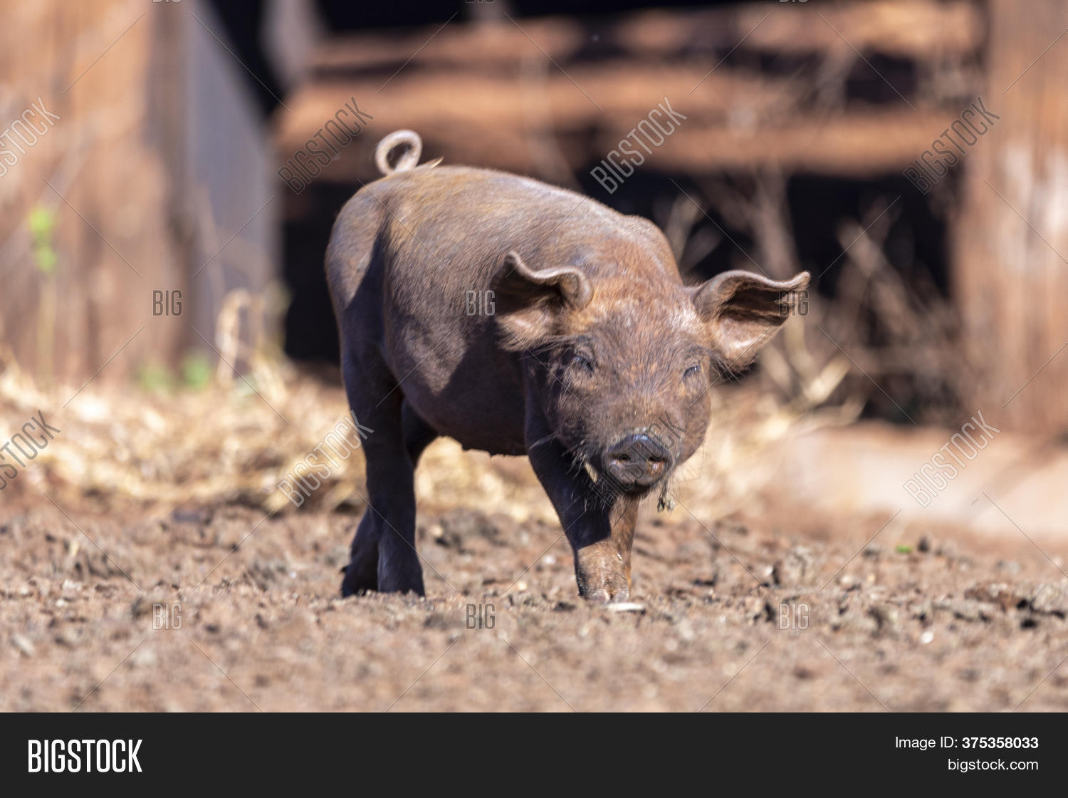 Pig Walking Through Image & Photo (Free Trial) | Bigstock