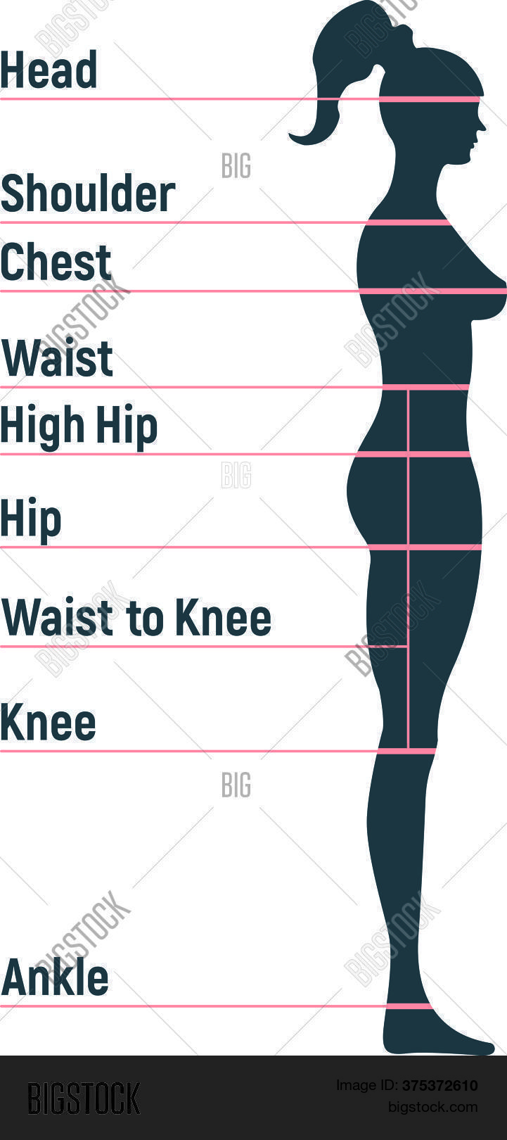 Female Size Chart Vector & Photo (Free Trial) | Bigstock