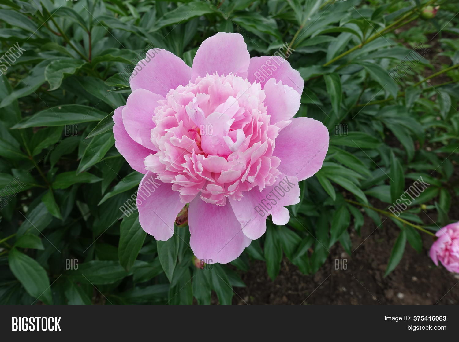 Delicate Pink Flower Image & Photo (Free Trial) | Bigstock