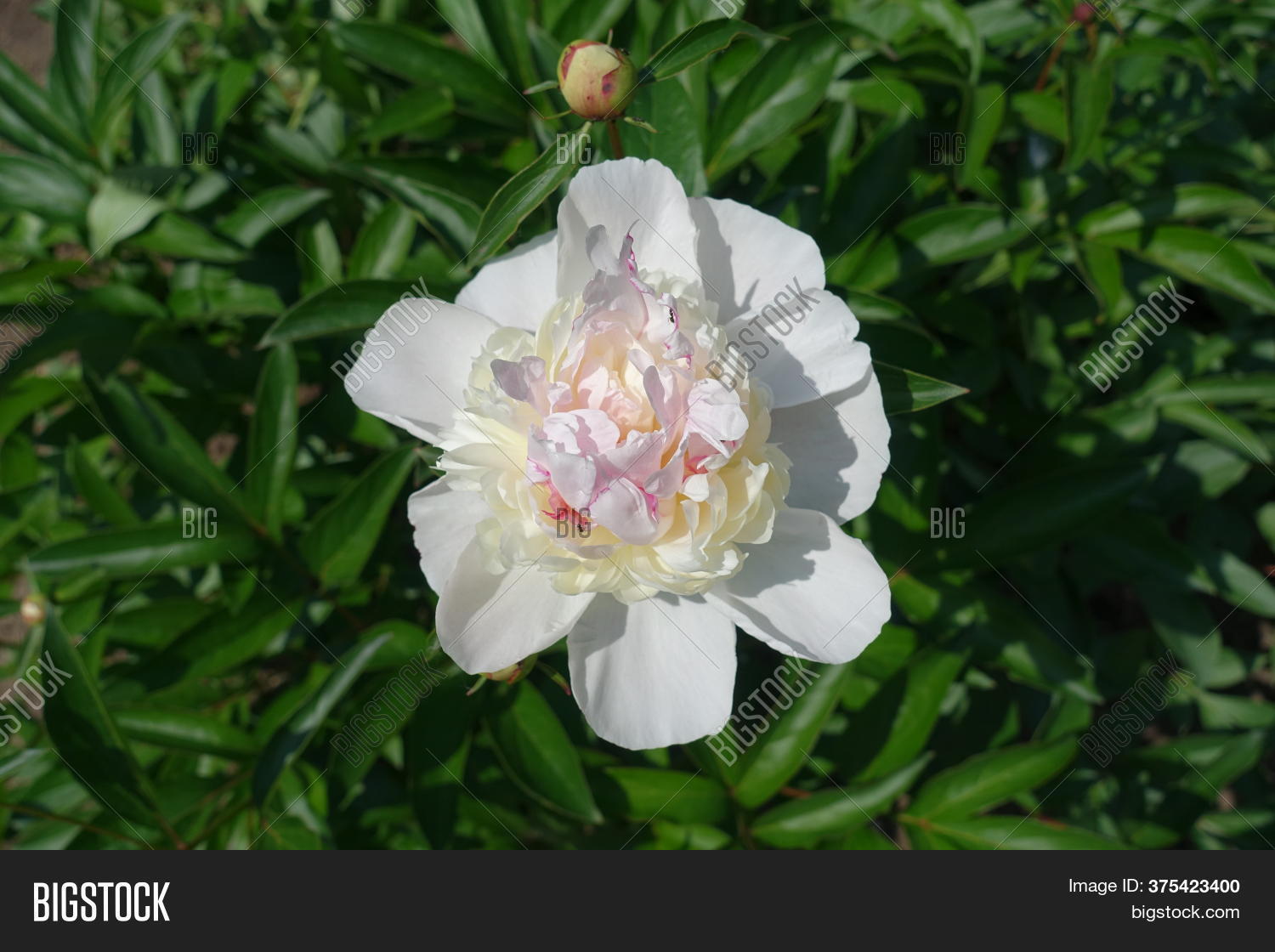 Single White Flower Image & Photo (Free Trial) | Bigstock
