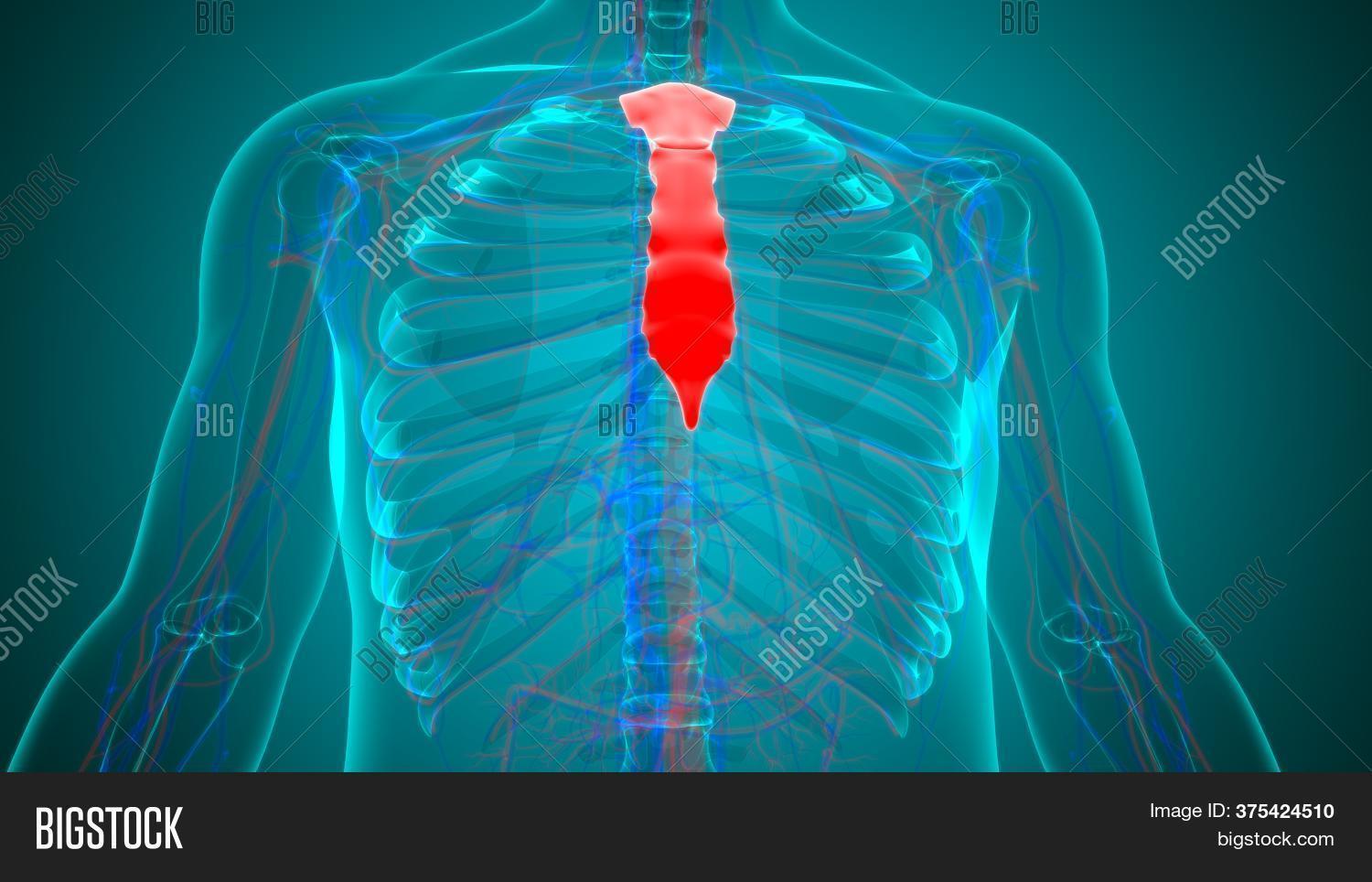 Human Skeleton Sternum Image & Photo (Free Trial) | Bigstock