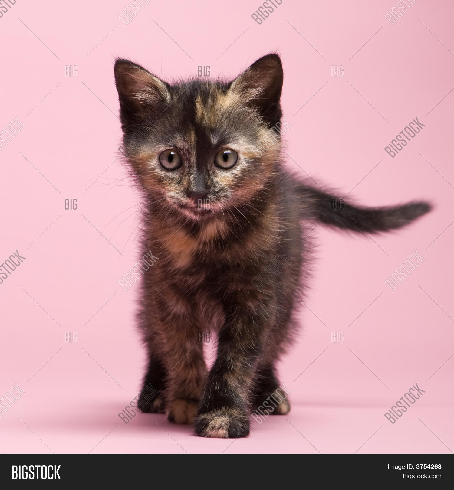 Tortoiseshell Kitten ( Image & Photo (Free Trial) | Bigstock