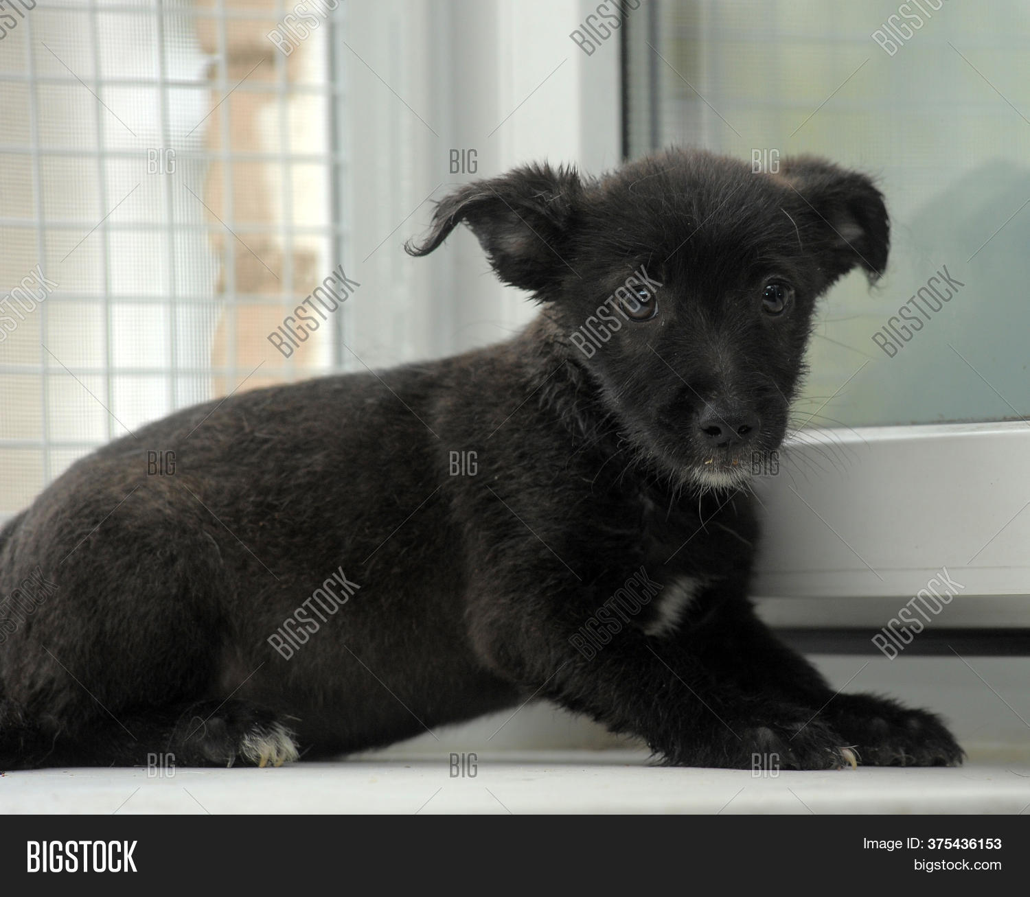 Little Black Mongrel Image & Photo (Free Trial) | Bigstock
