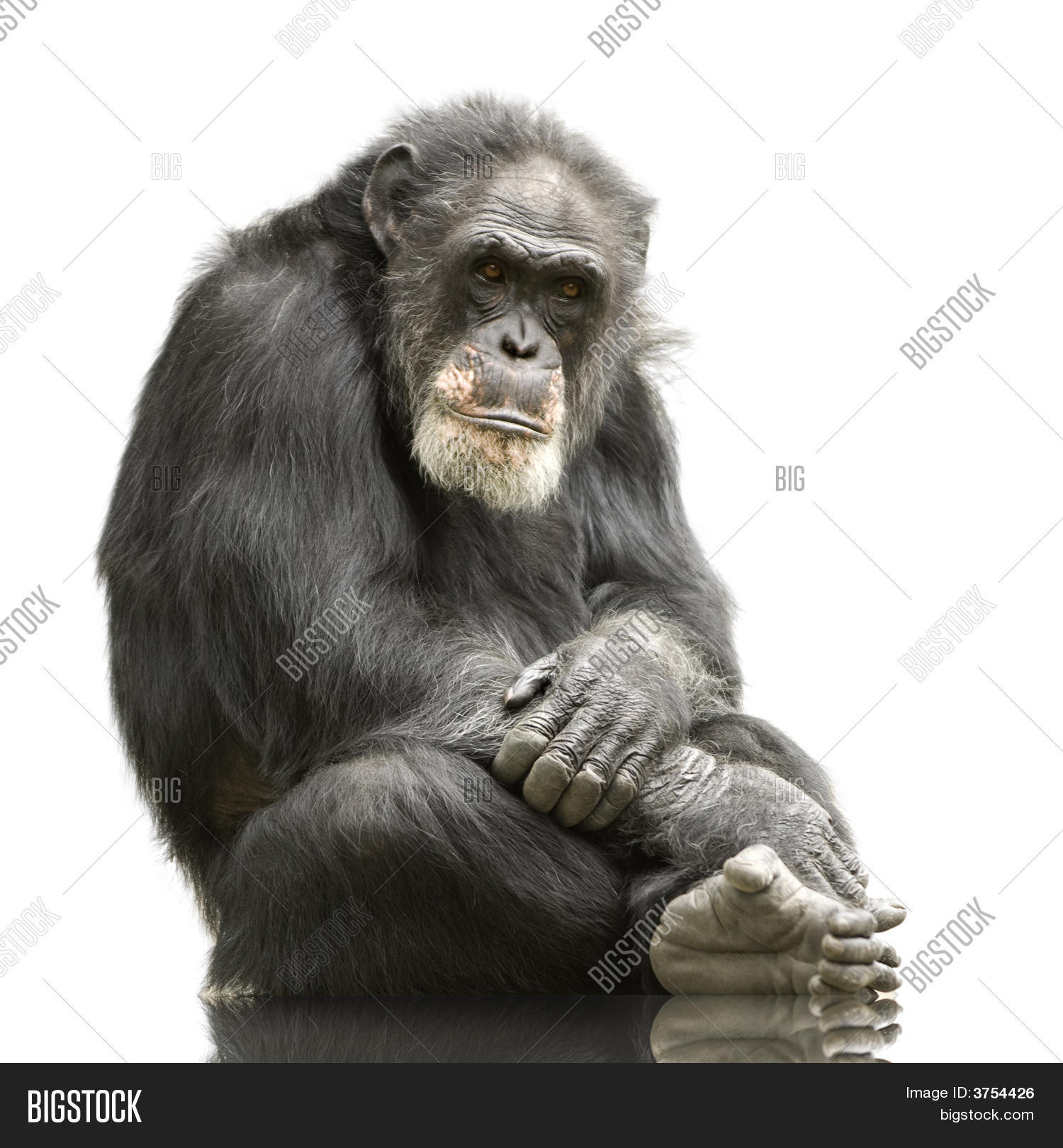 Chimpanzee Simia Image & Photo (Free Trial) | Bigstock