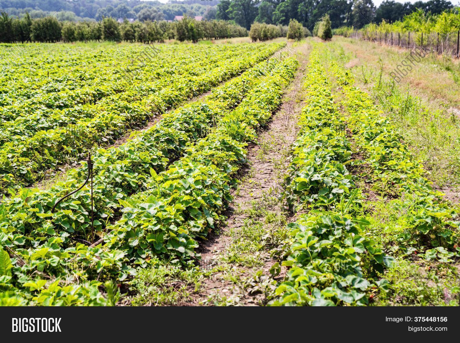 Landscape Monoculture Image & Photo (Free Trial) | Bigstock