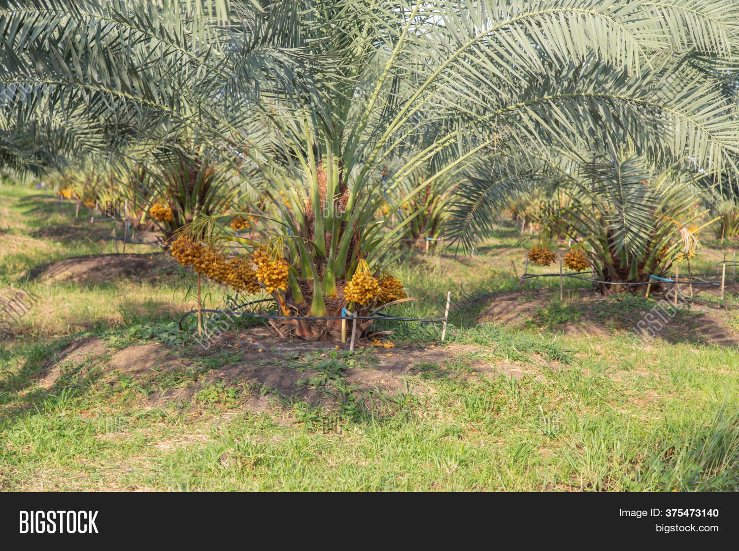 Bunch Palm Fruit Image & Photo (Free Trial) | Bigstock