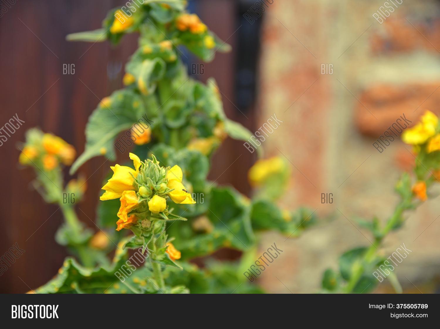 Mullein Mullein Leaf Image & Photo (Free Trial) | Bigstock