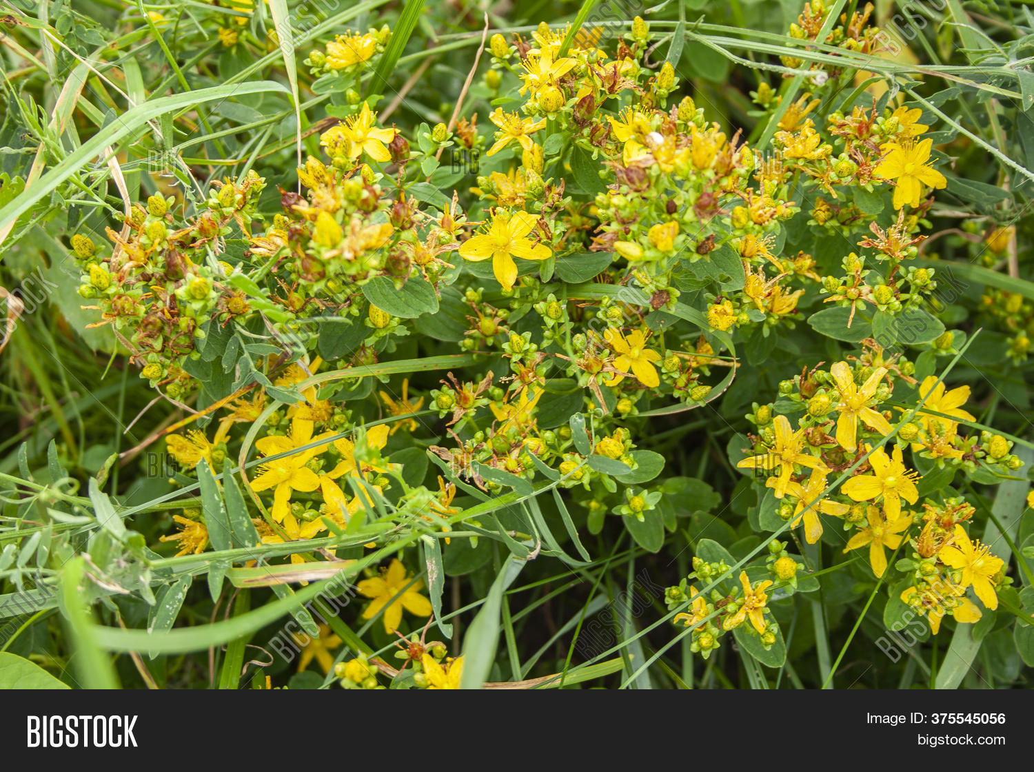 Hypericum Medicinal Image & Photo (Free Trial) | Bigstock