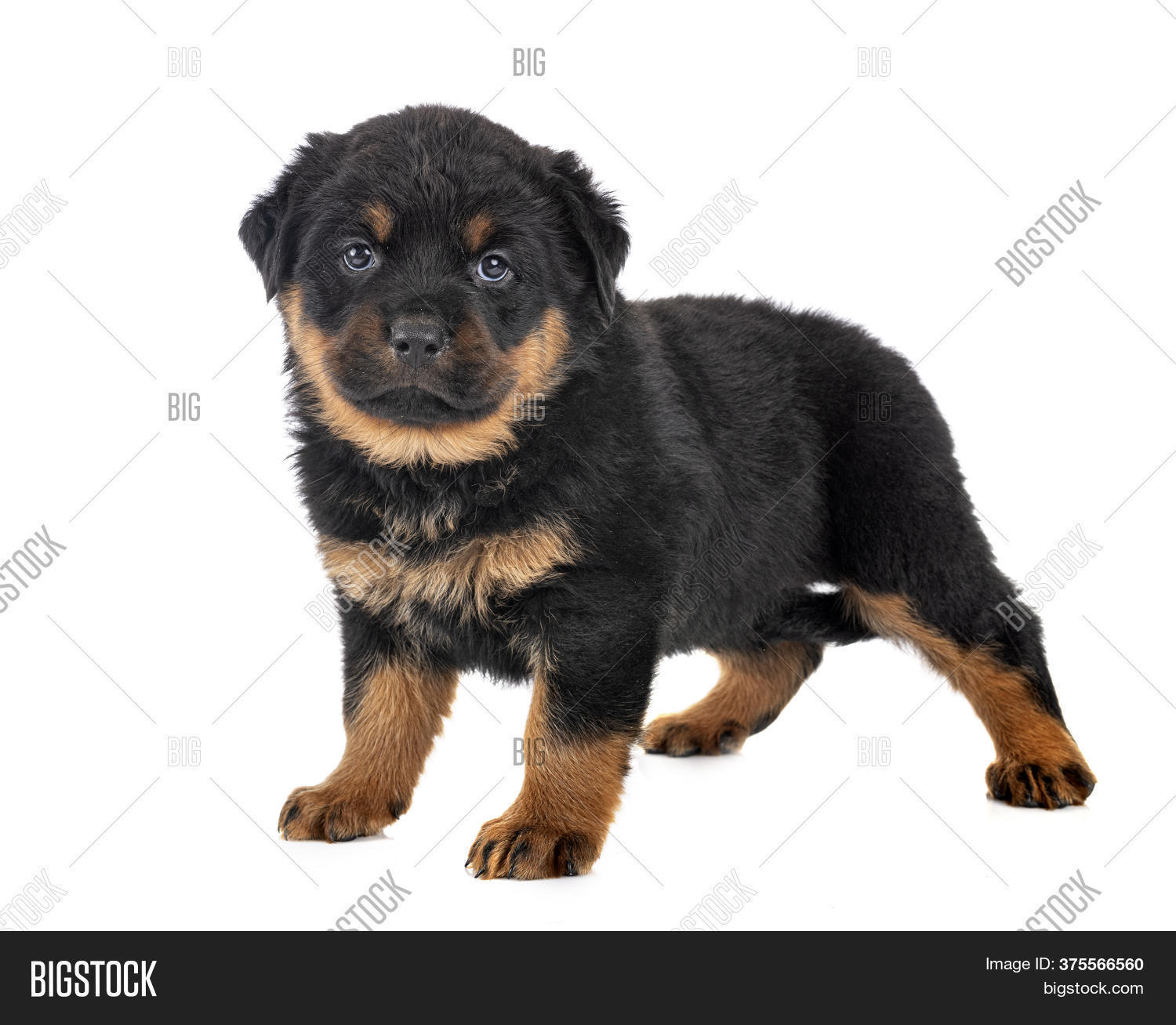 Puppy Rottweiler Front Image & Photo (Free Trial) | Bigstock