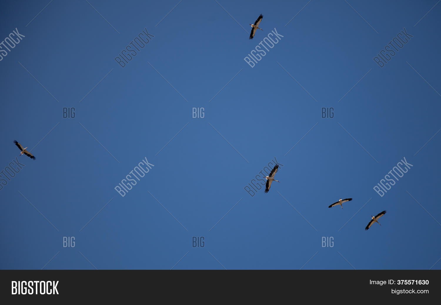 Flock Storks On Image & Photo (Free Trial) | Bigstock