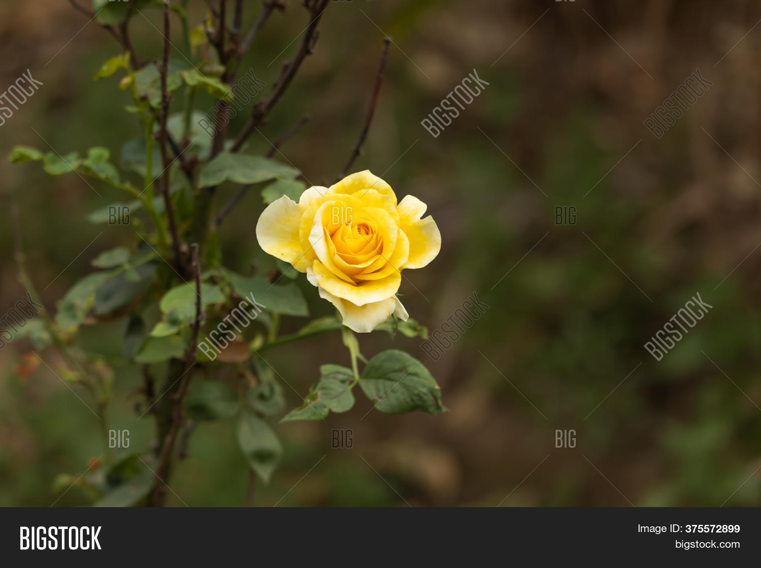 Yellow Rose Flower Image & Photo (Free Trial) | Bigstock
