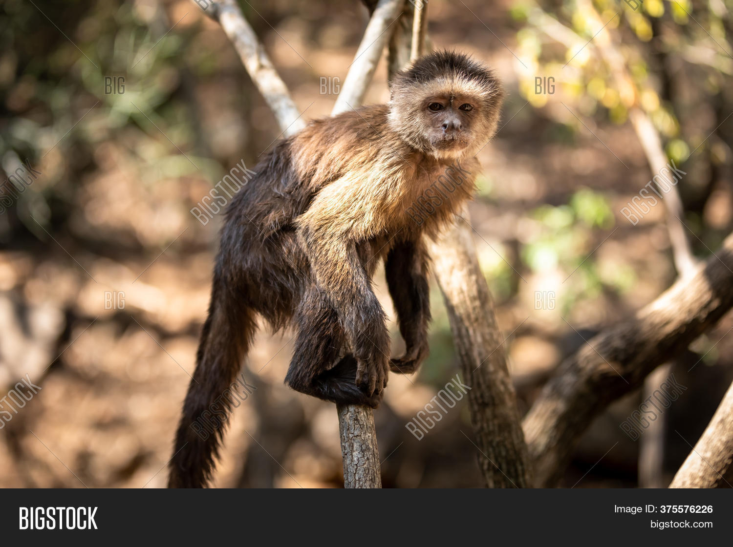 Wild Monkey Jungle. Image & Photo (Free Trial) | Bigstock