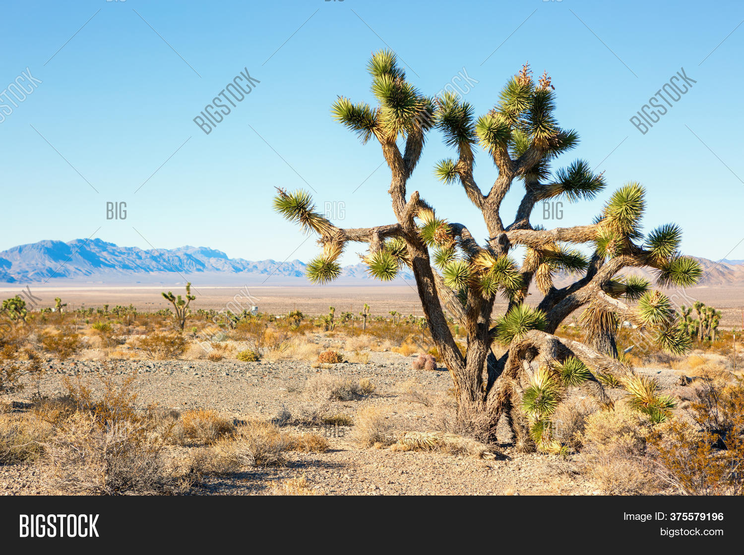 Big Joshua Tree Mojave Image & Photo (Free Trial) | Bigstock