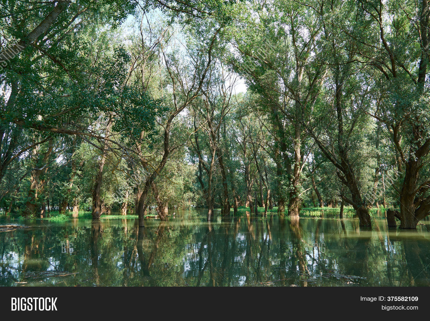 Flood Forest, River Image & Photo (Free Trial) | Bigstock