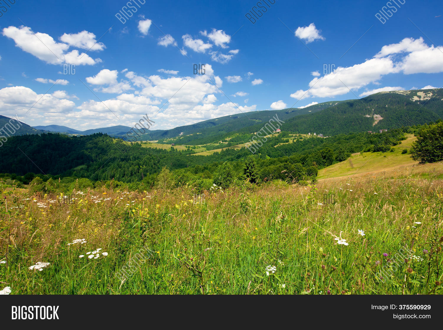 Pasture On Sunny Day Image & Photo (Free Trial) | Bigstock