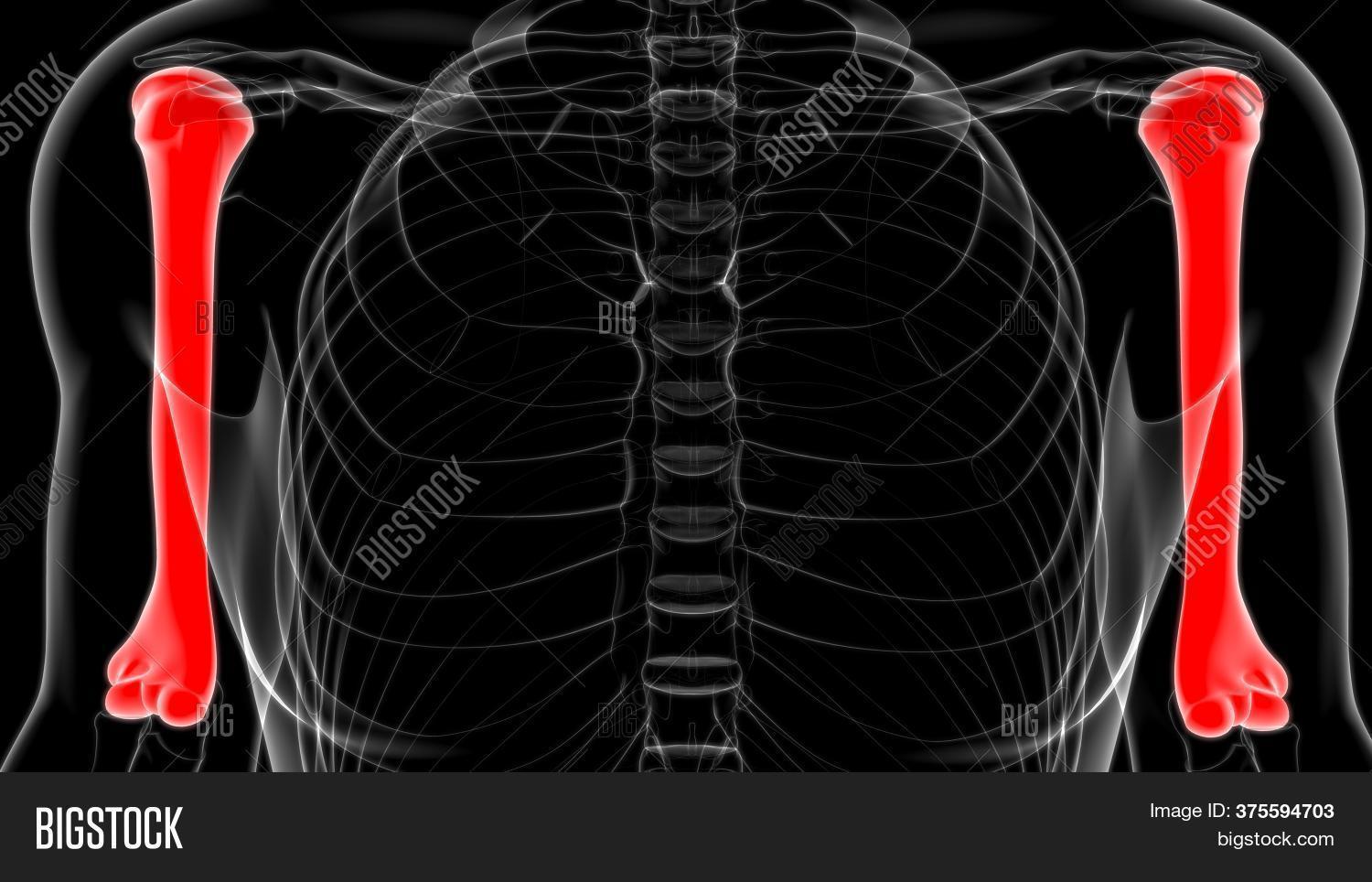 ภาพและภาพถ่าย (ทดลองใช้ฟรี) | Bigstock