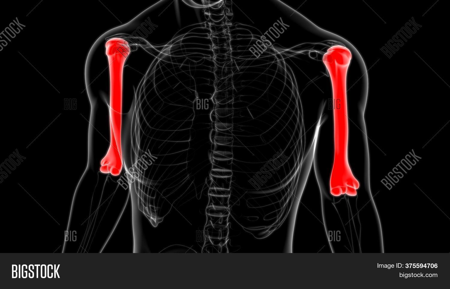 Human Skeleton Anatomy Image & Photo (Free Trial) | Bigstock