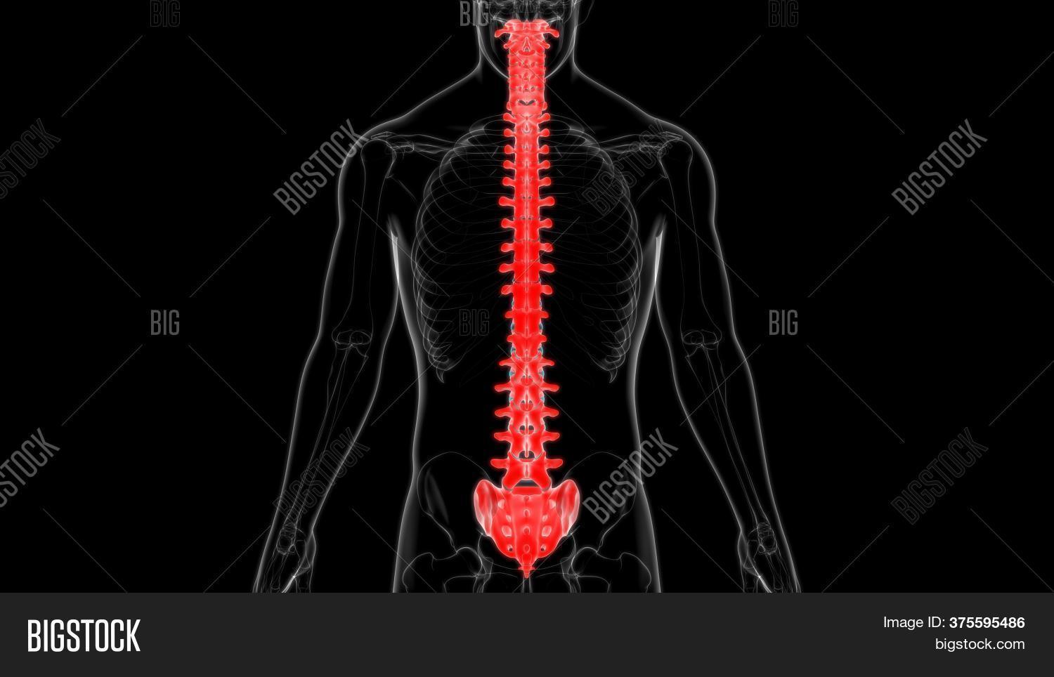 Human Skeleton Image & Photo (Free Trial) | Bigstock