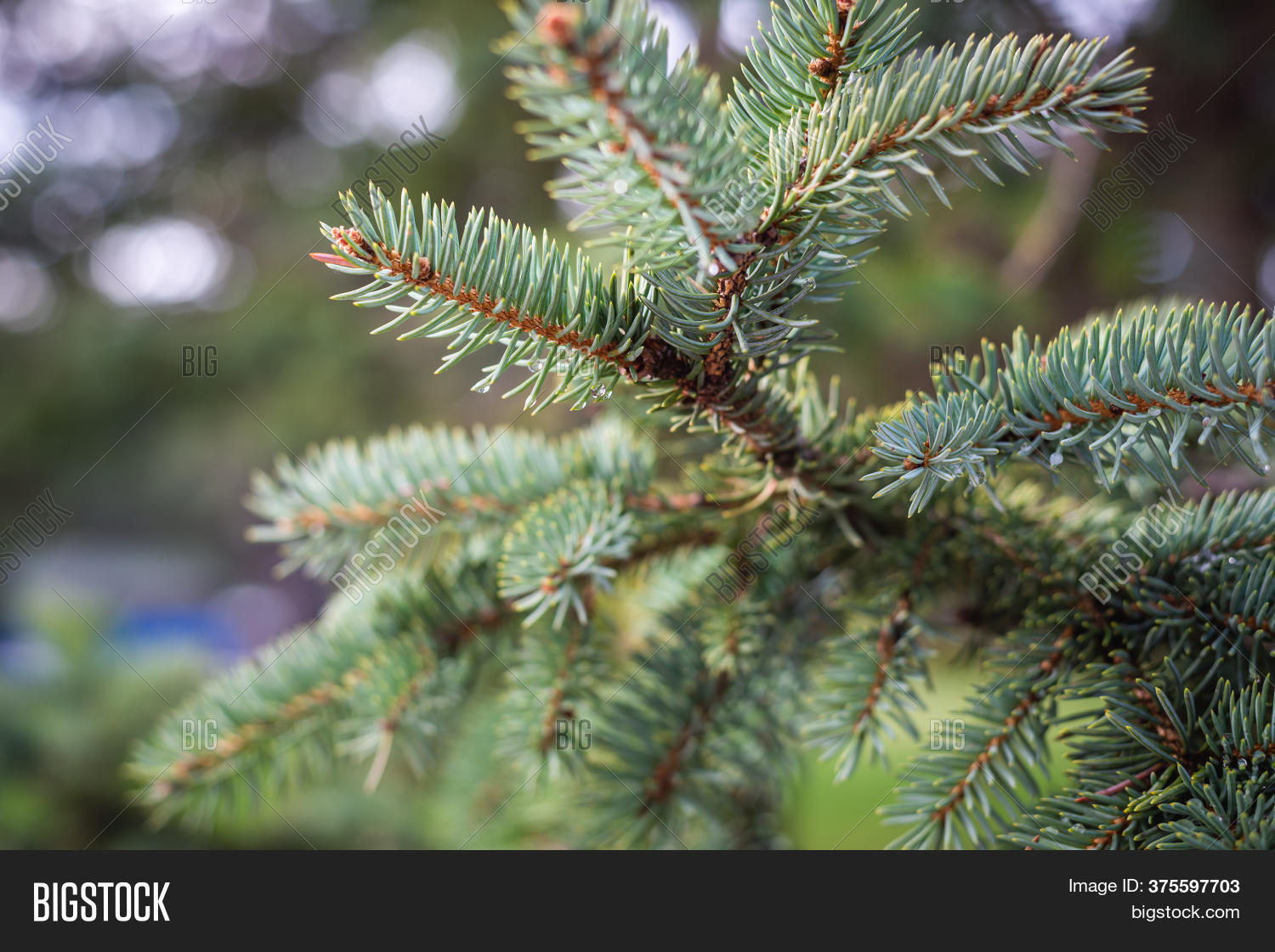 Pine Leaves Nature Image & Photo (Free Trial) | Bigstock