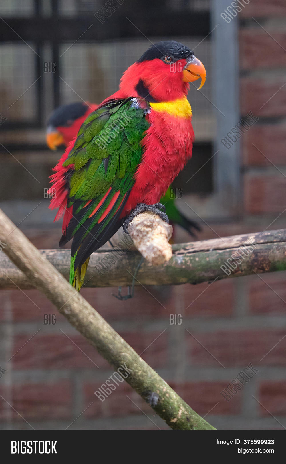 Colourful Red Bird, Image & Photo (Free Trial) | Bigstock