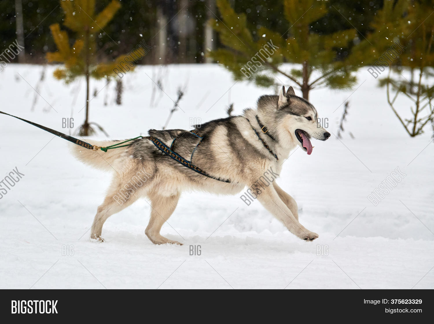 Running Husky Dog On Image & Photo (Free Trial) | Bigstock