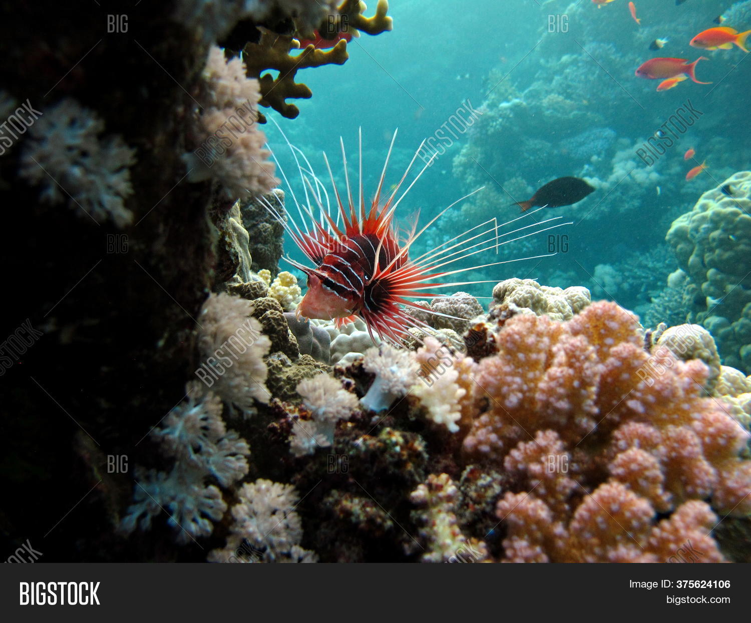 Broadbarred Firefish. Image & Photo (Free Trial) | Bigstock