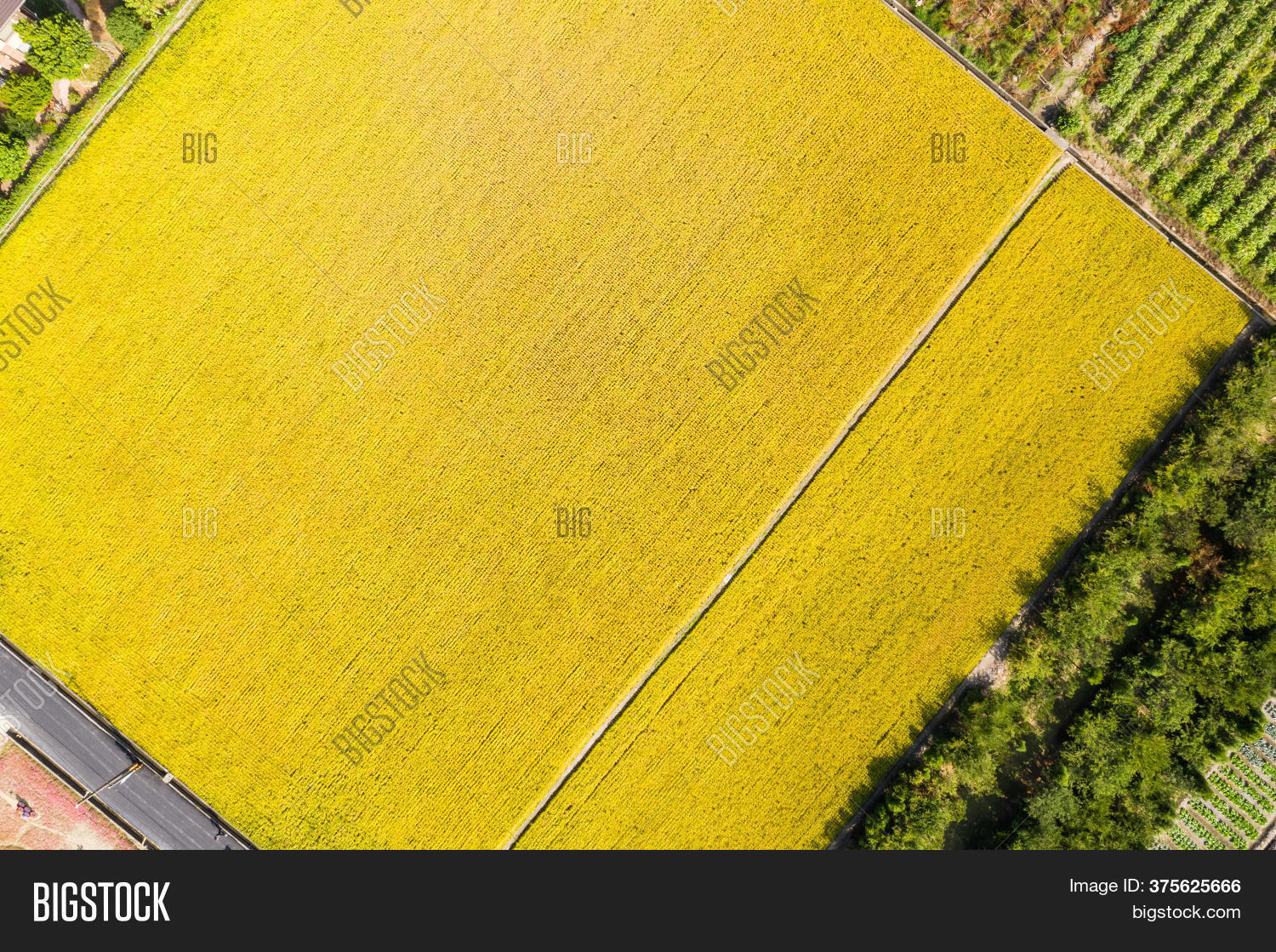 Aerial View Farm Rice Image & Photo (Free Trial) | Bigstock