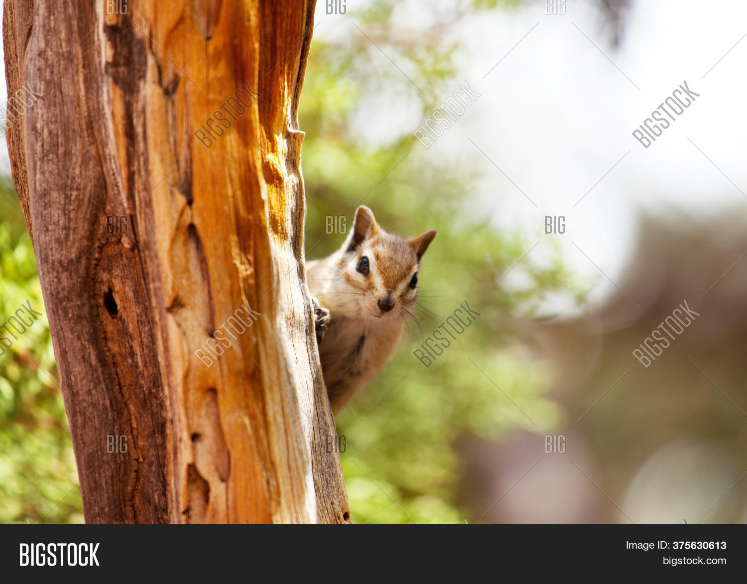 American Chipmunk Image & Photo (Free Trial) | Bigstock
