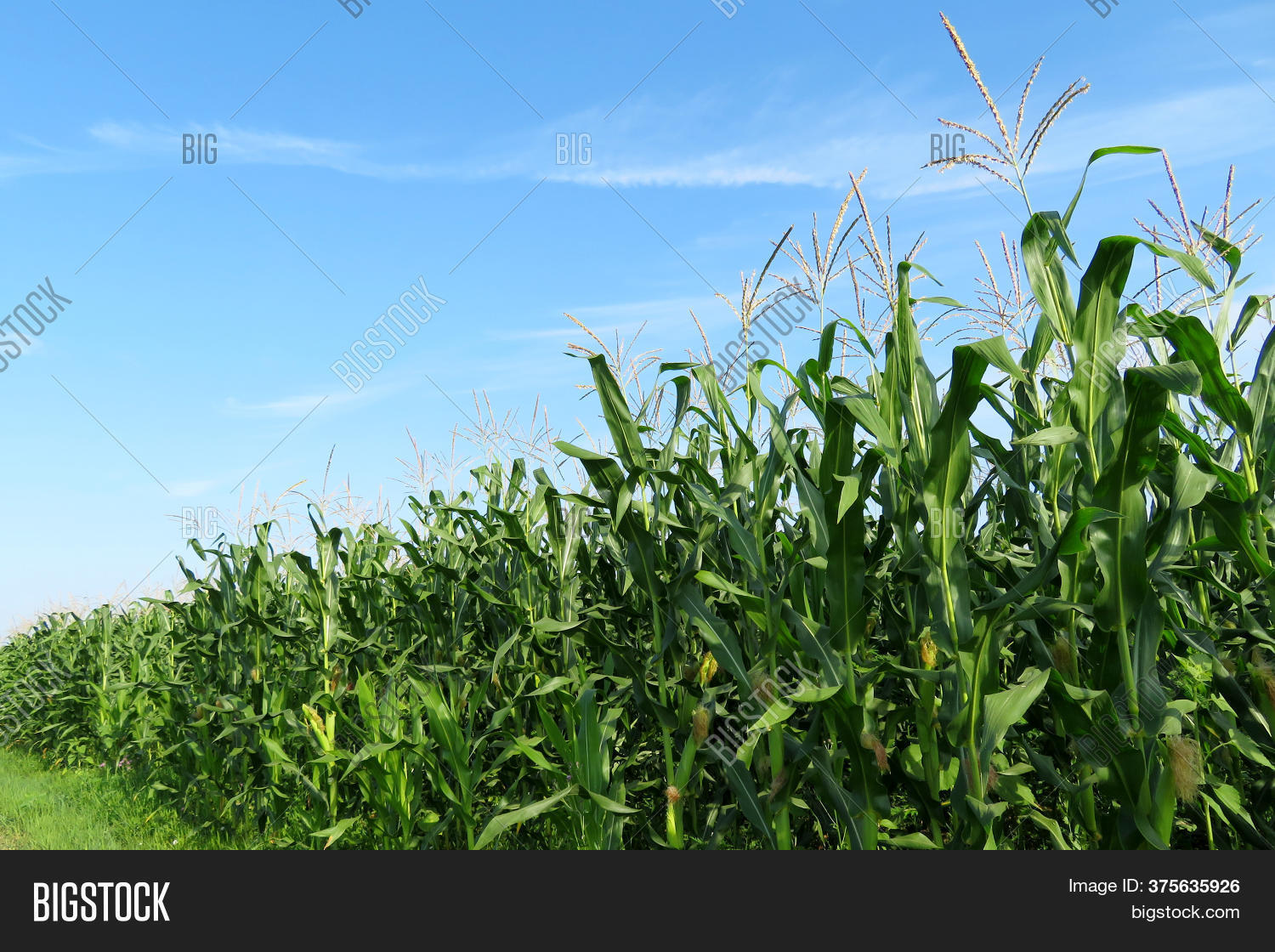 Corn Field Against Image & Photo (Free Trial) | Bigstock