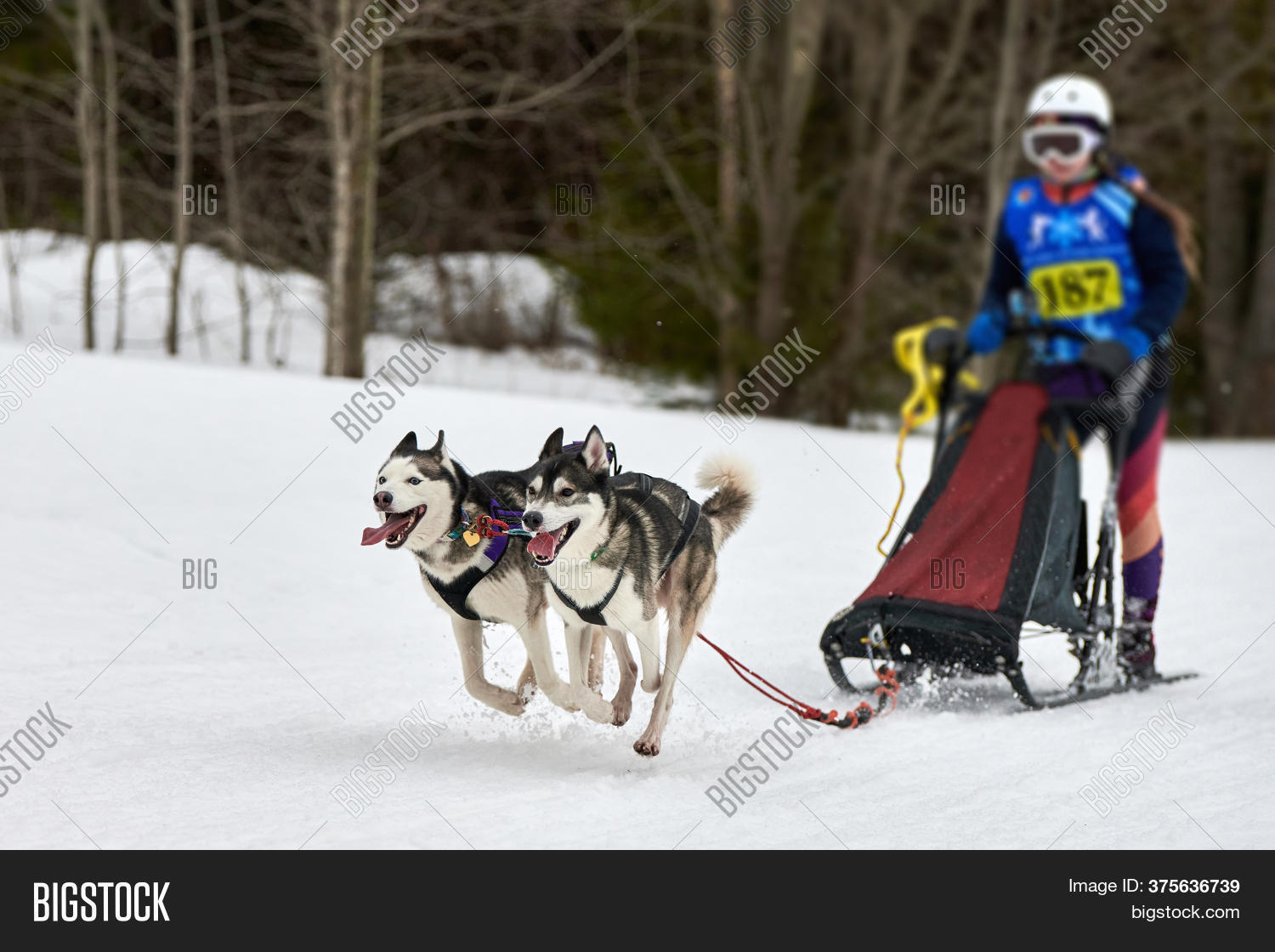 Husky Sled Dog Racing Image & Photo (Free Trial) | Bigstock