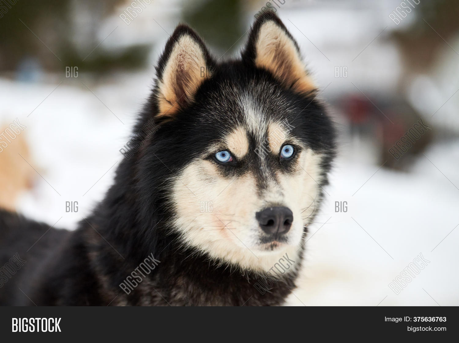 Husky Sled Dog Face, Image & Photo (Free Trial) | Bigstock