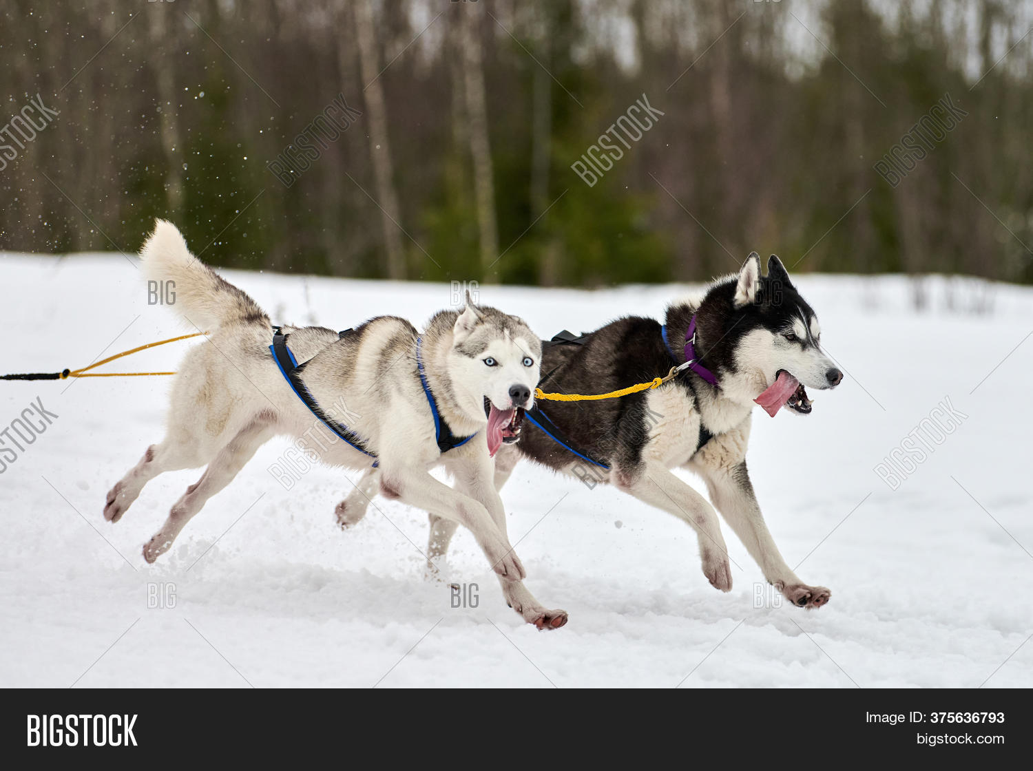 Running Husky Dog On Image & Photo (Free Trial) | Bigstock