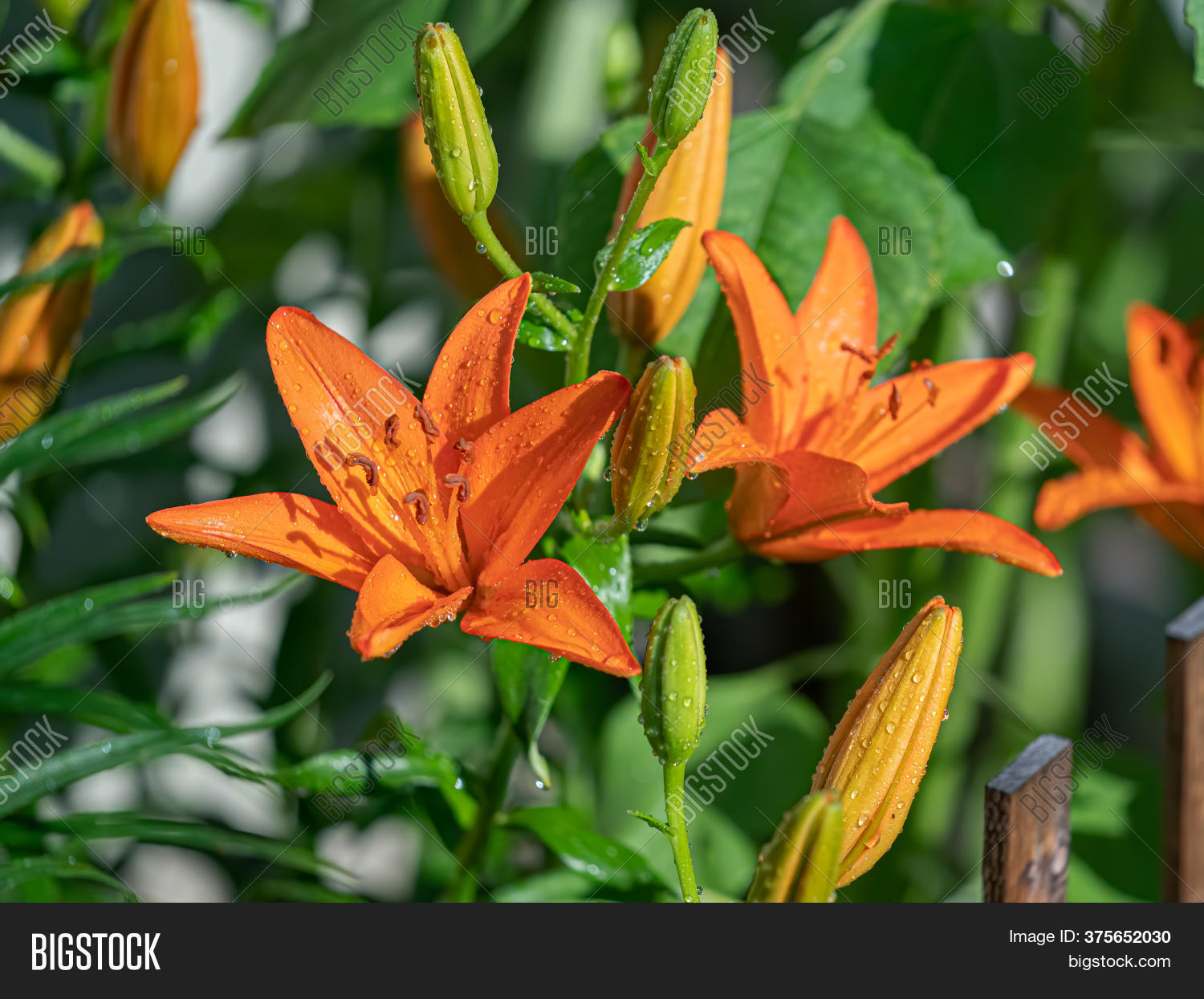 Vibrant Orange Tiger Image & Photo (Free Trial) | Bigstock