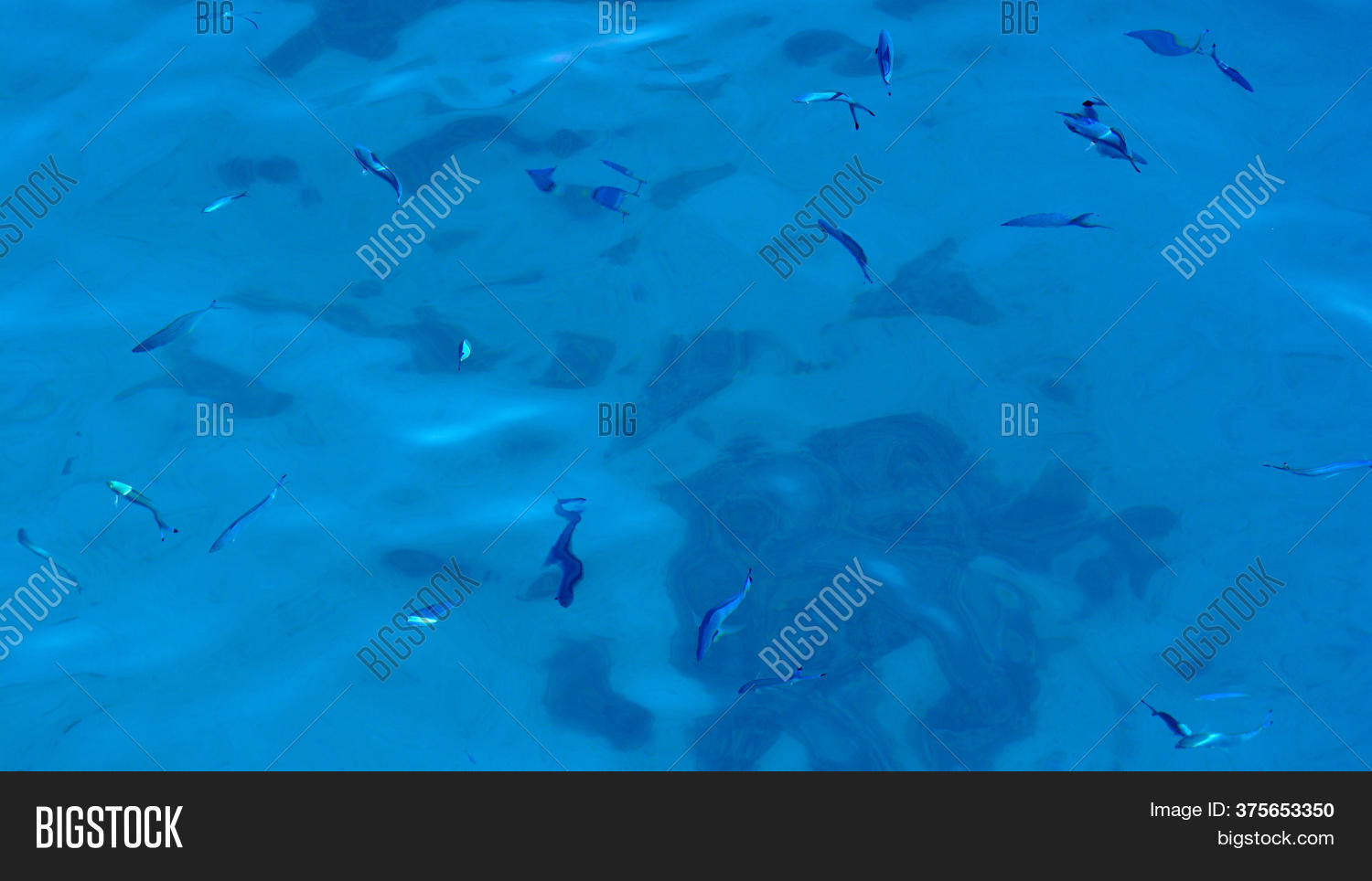 Fish Blue Clear Image & Photo (Free Trial) | Bigstock