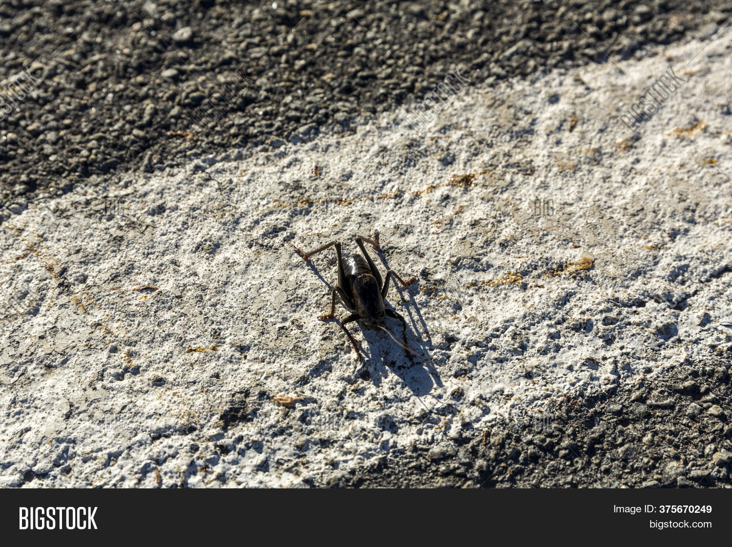 Mormon Crickets On Image & Photo (Free Trial) | Bigstock