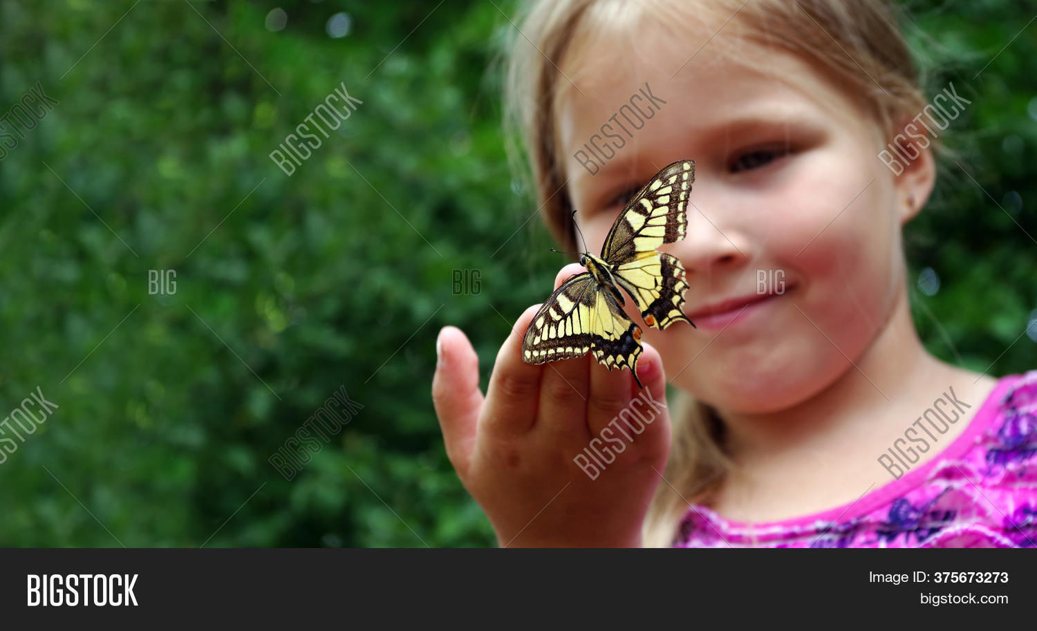 Butterfly Sitting On Image & Photo (Free Trial) | Bigstock