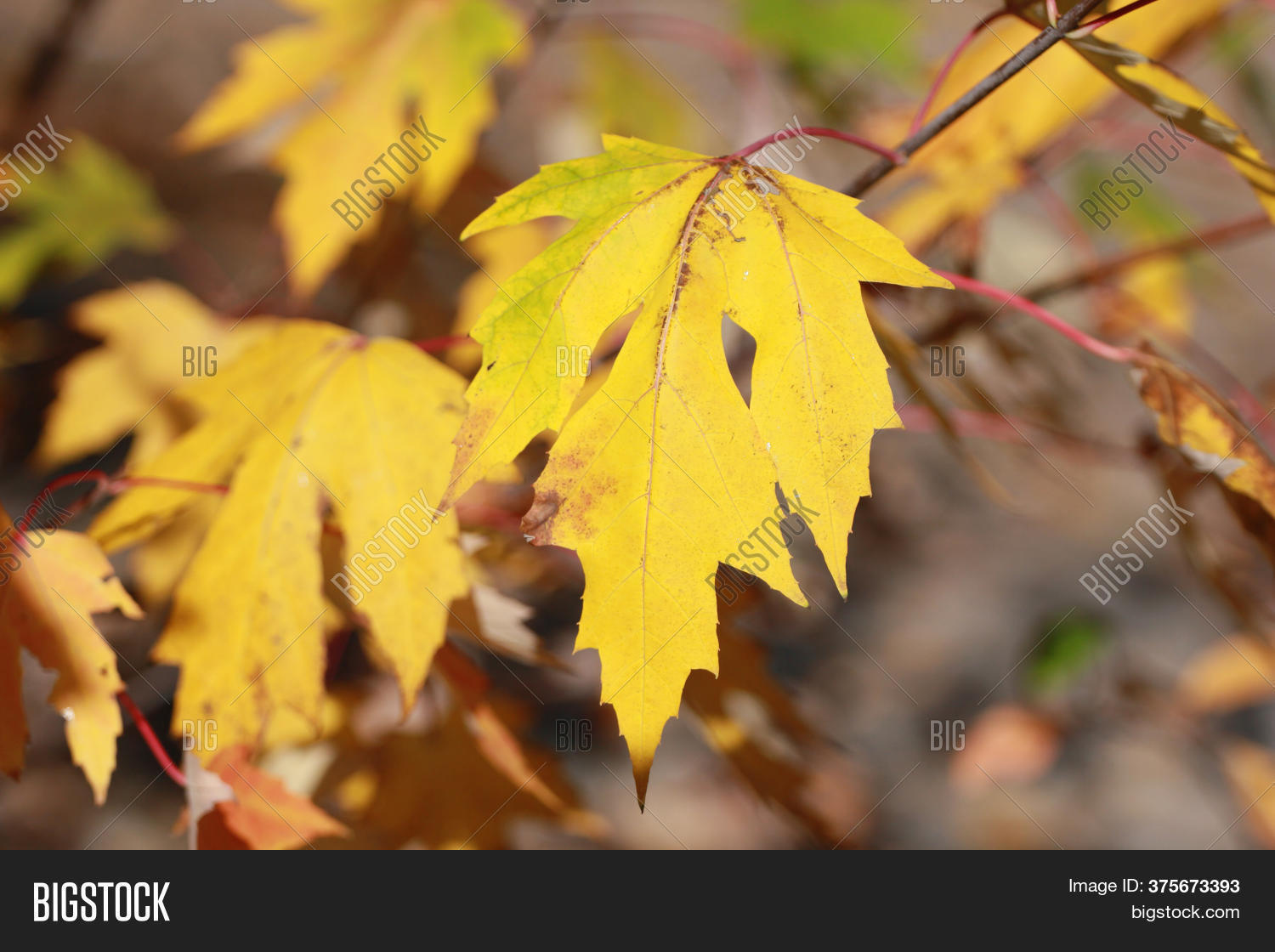 Yellow Maple Leaves On Image & Photo (Free Trial) | Bigstock