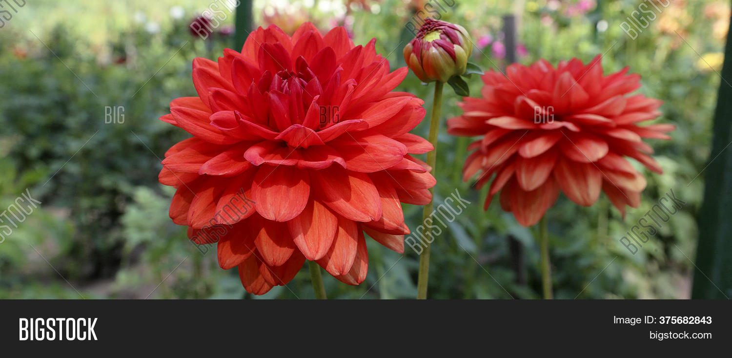 Dahlia Lovely Big Image & Photo (Free Trial) | Bigstock