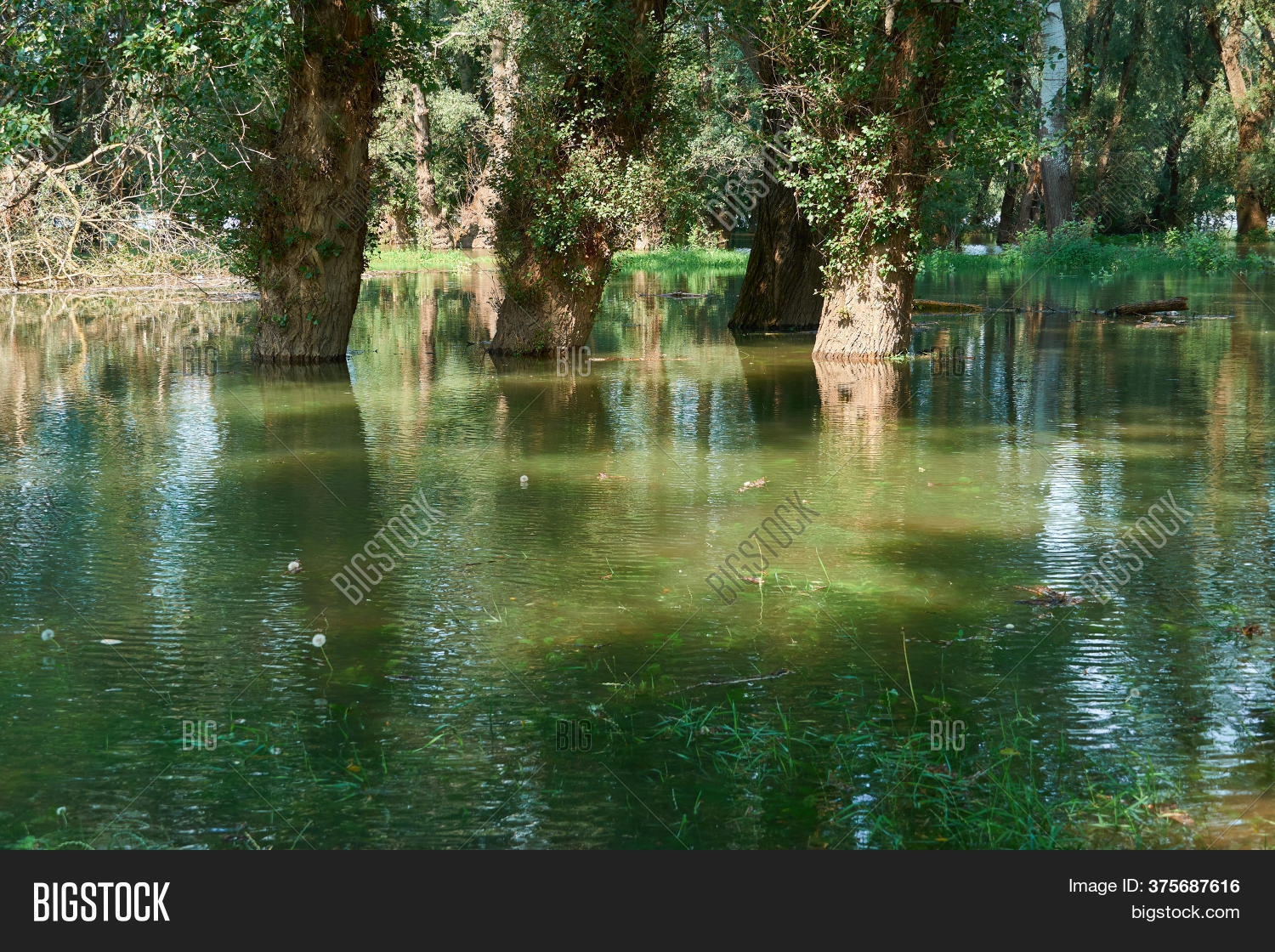 Flood Forest, River Image & Photo (Free Trial) | Bigstock