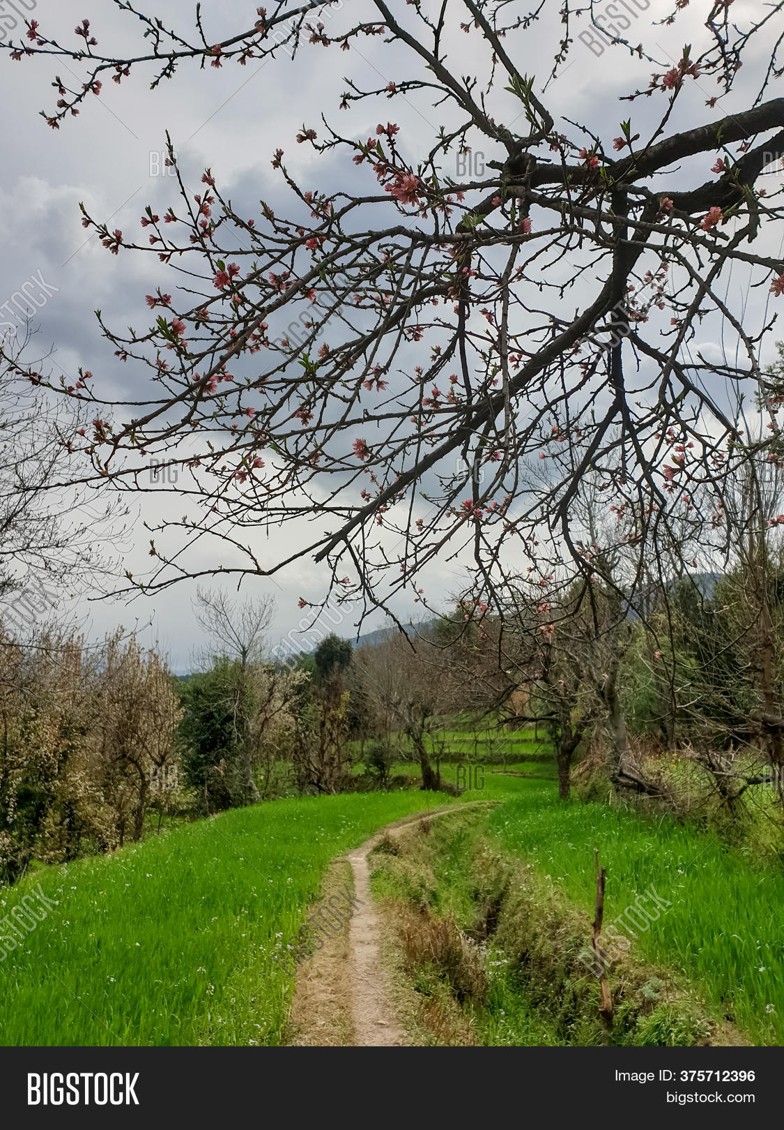 Portrait Short Way Image & Photo (Free Trial) | Bigstock