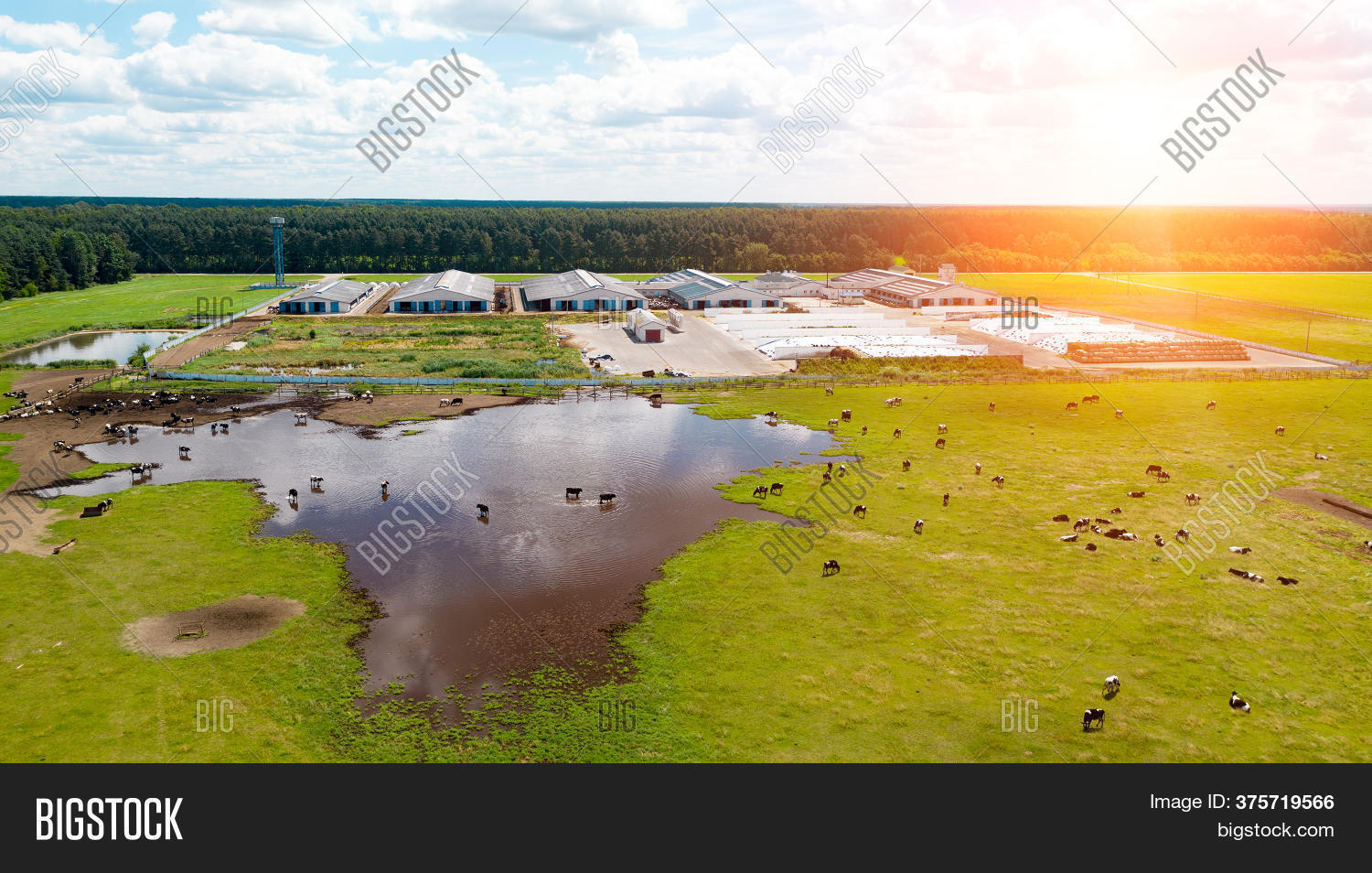 Aerial View Cows Herd Image & Photo (Free Trial) | Bigstock