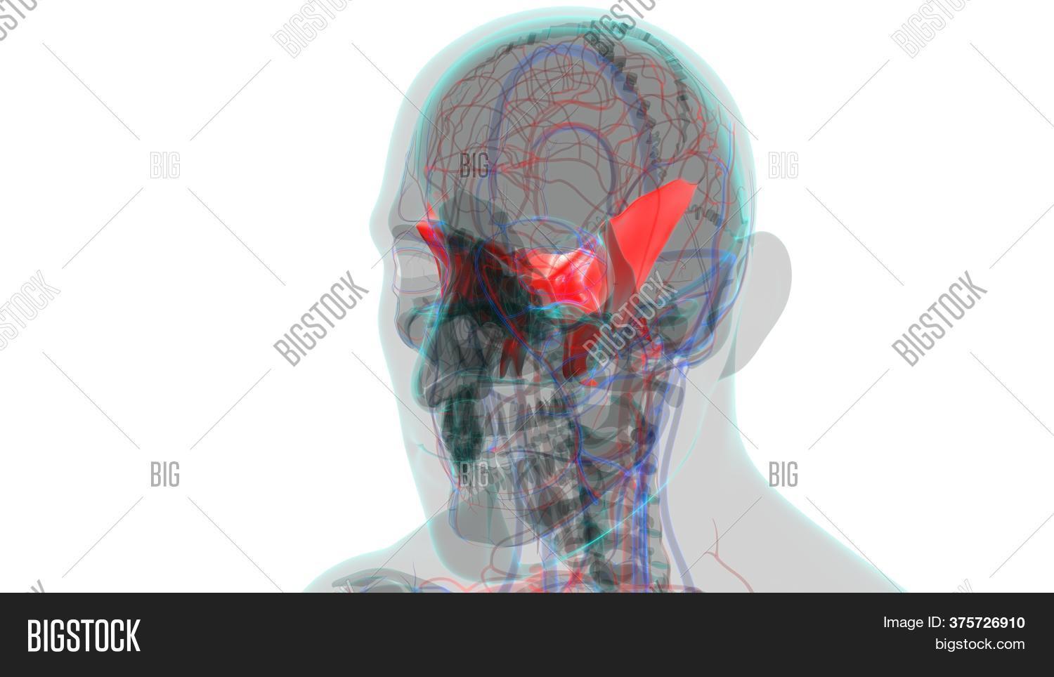 Human Skeleton Skull Image & Photo (Free Trial) | Bigstock