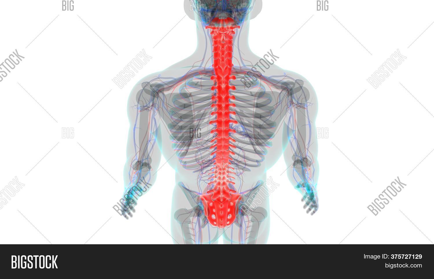 Human Skeleton Image & Photo (Free Trial) | Bigstock